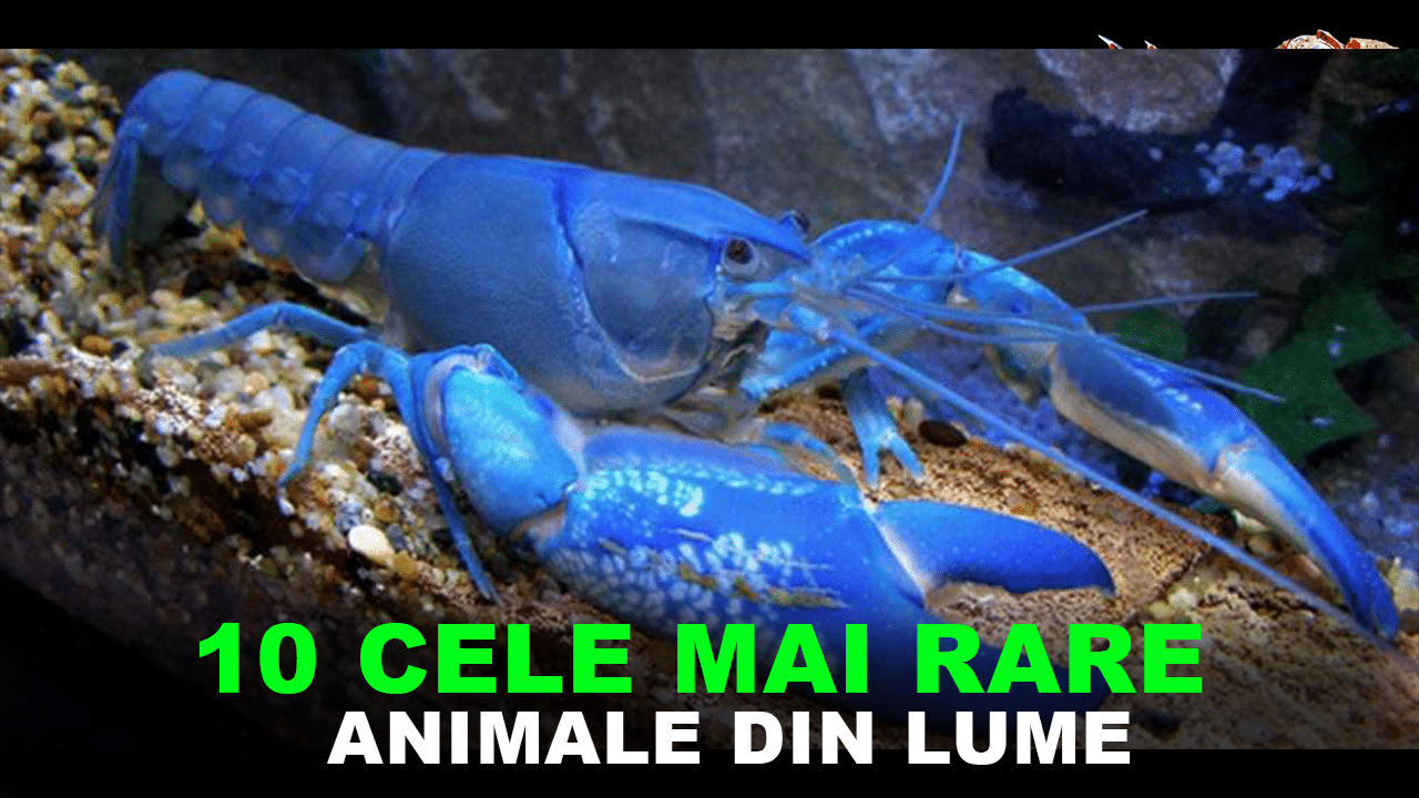 10 Cele mai rare animale din lume - Descoperitorul